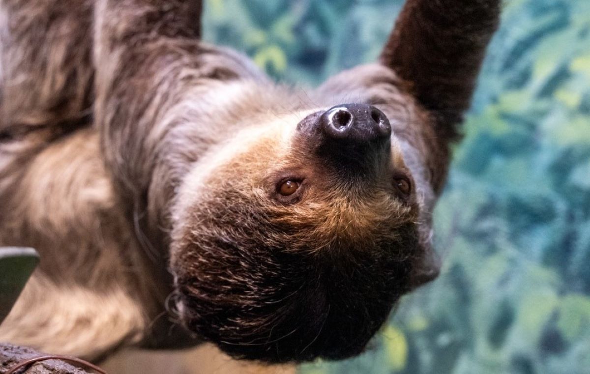 ¿Conoces estos datos curiosos sobre los perezosos? | Qué Pasa