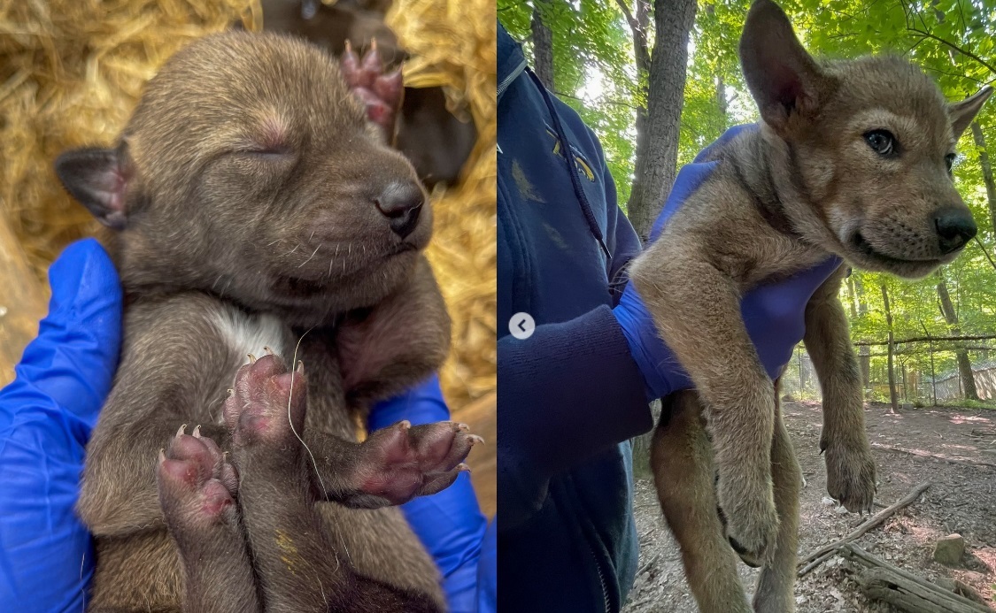 Cachorros De Lobo Rojo Nacen Los Primeros Lobos De Una Especie Extinta