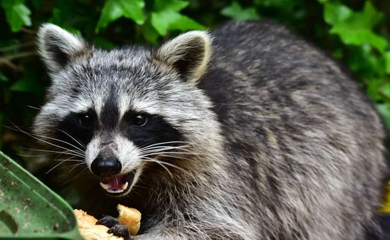 Encuentran a mapache con rabia en granero familiar en Gaston | Qué Pasa