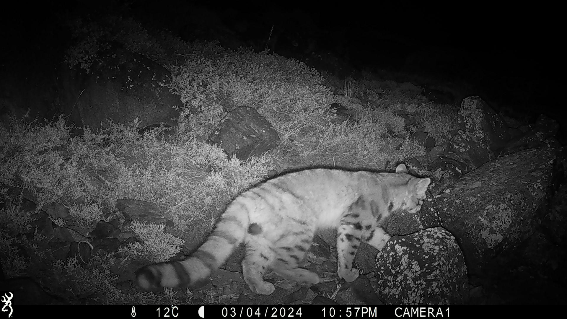 Inédito avistamiento de un gato andino en los cerros que rodean la ...
