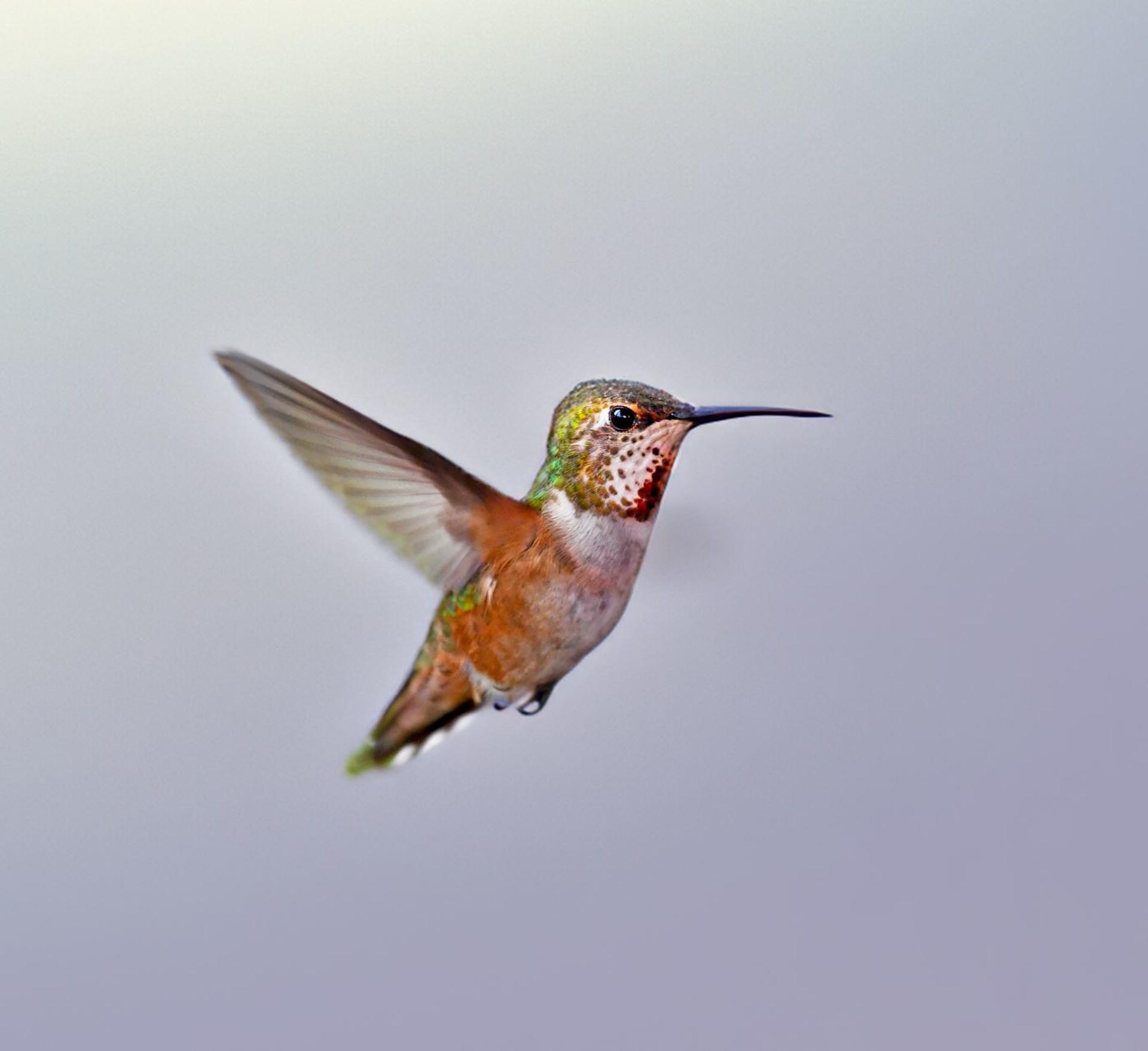 Colibríes: La maravilla del vuelo preciso sobre las flores | Qué Pasa