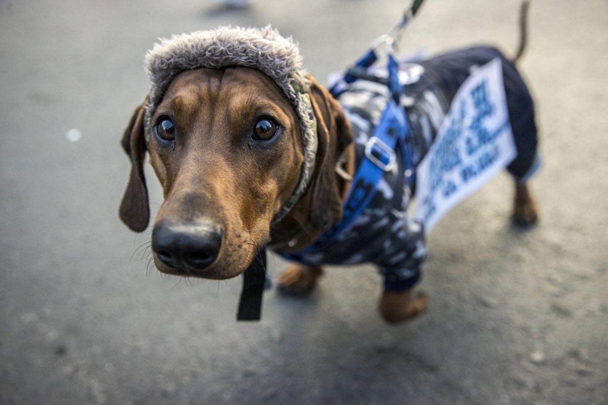 'No al maltrato animal', el clamor de una marcha de perros y humanos en ...