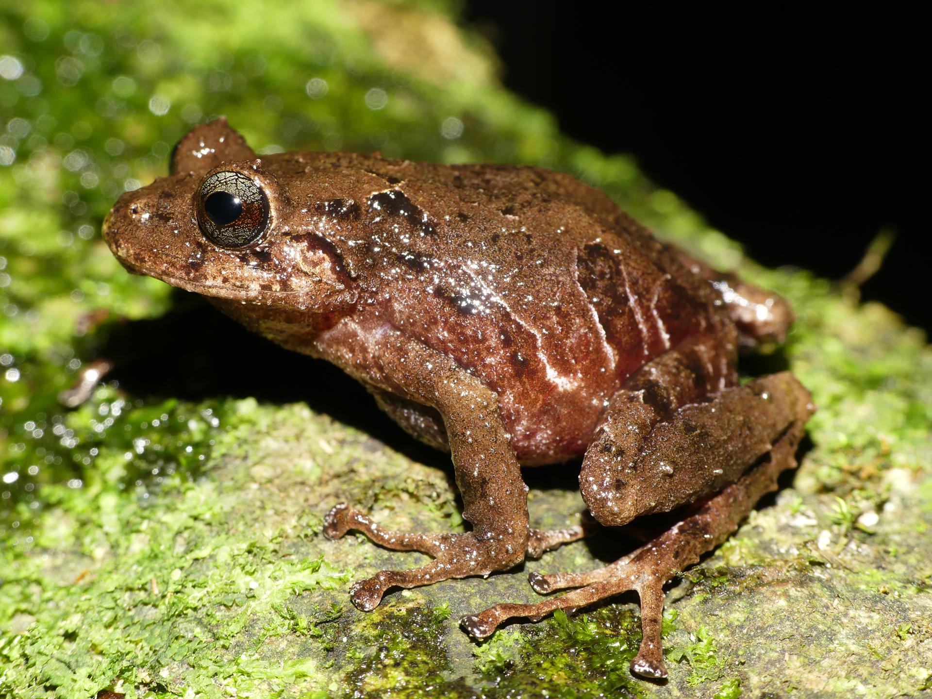 Descubrimiento de la rana 'pristimantis normaewingae' en Ecuador | Qué Pasa