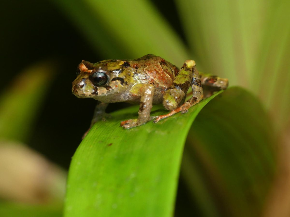 Descubrimiento de la rana 'pristimantis normaewingae' en Ecuador | Qué Pasa