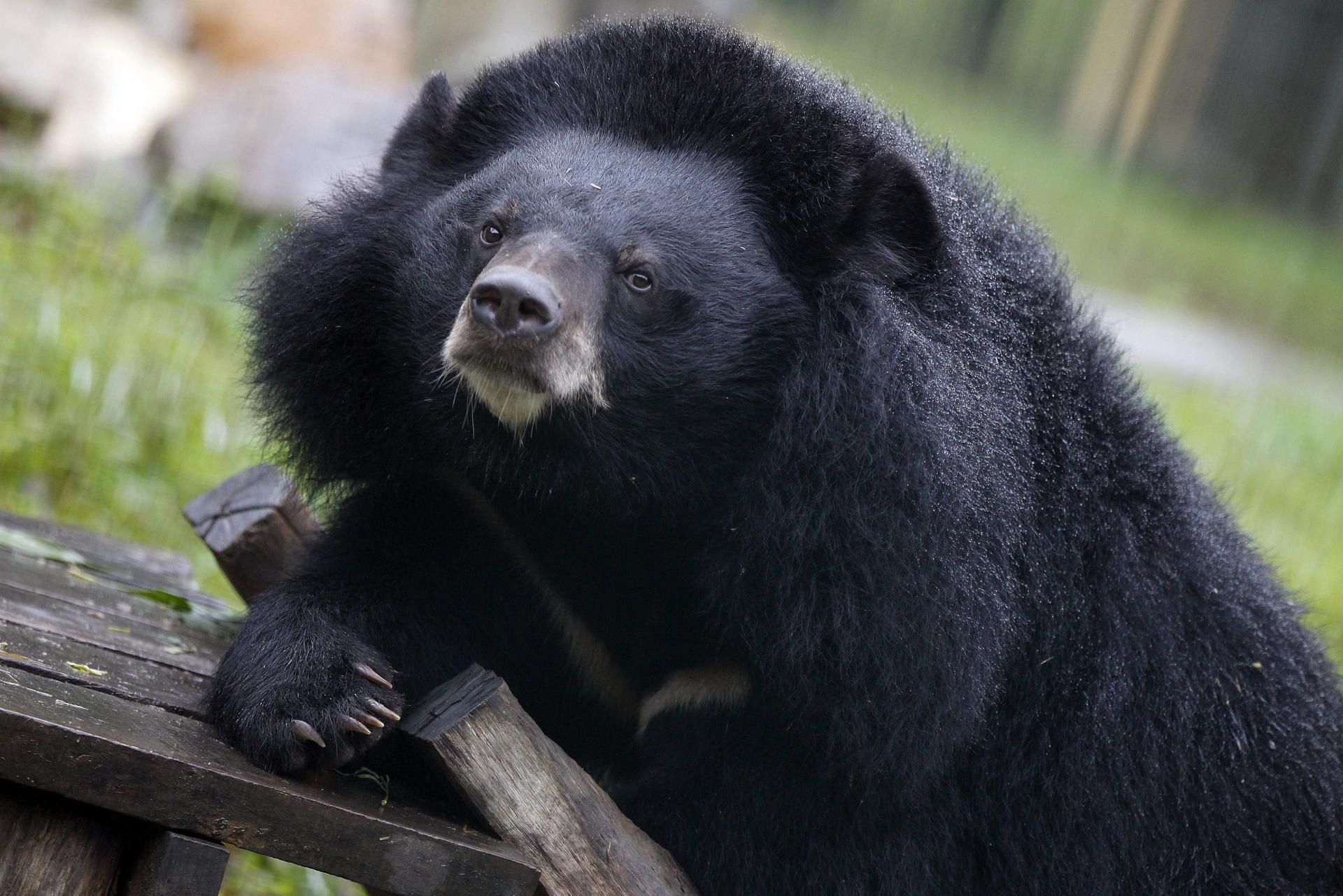 Japón difunde vídeo de un oso atacando a una furgoneta para concienciar ...