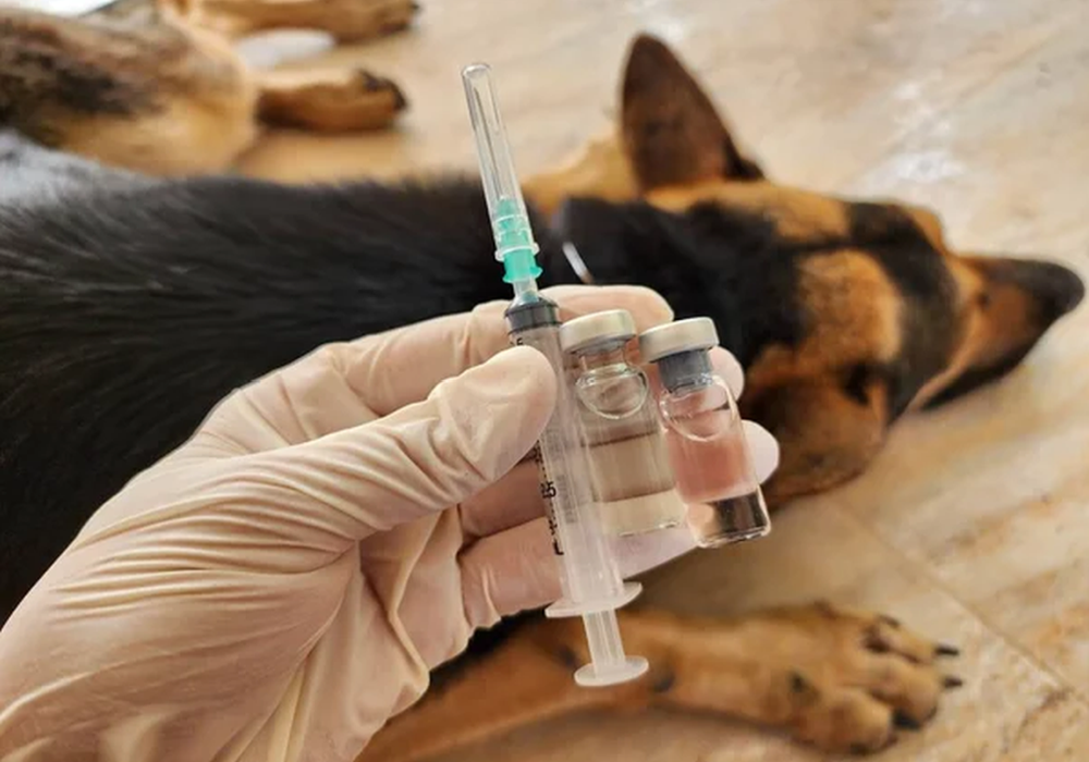 Encuentran a mapache con rabia en granero familiar en Gaston | Qué Pasa