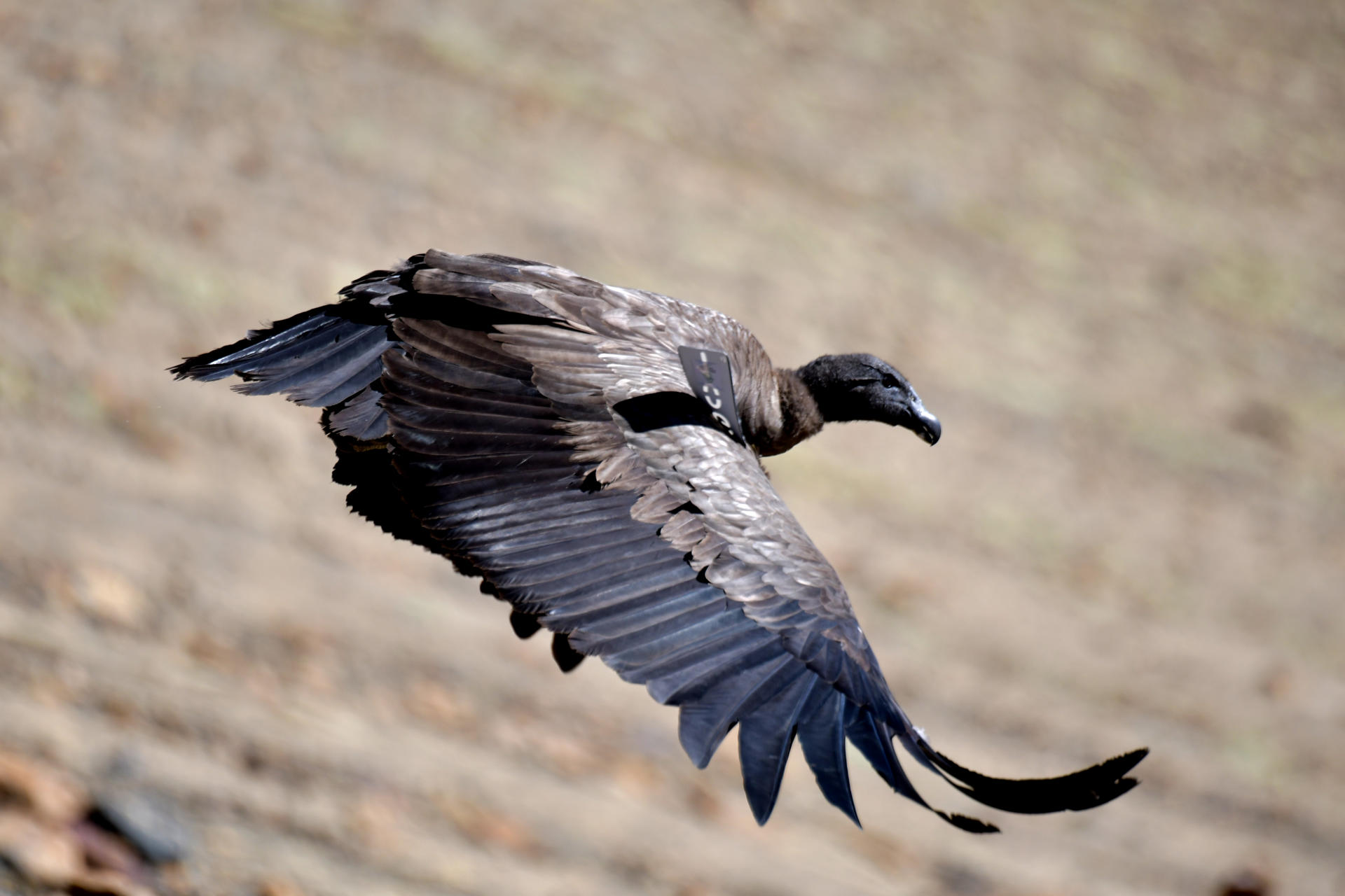 Una hembra de cóndor retorna a su hábitat en Bolivia tras dos meses en ...