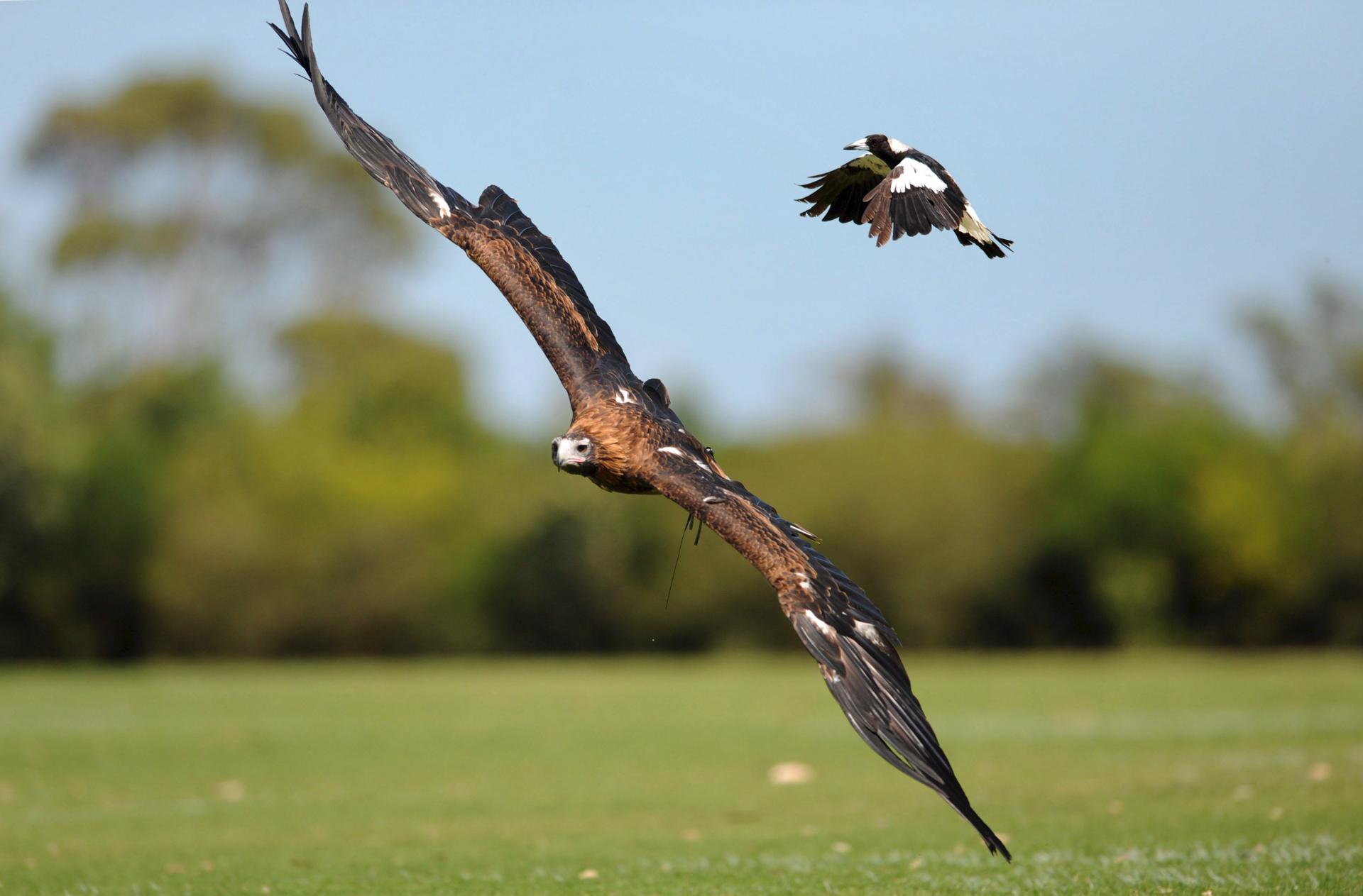 Las aves que vuelan usan sus pulmones para modificar la mecánica del ...
