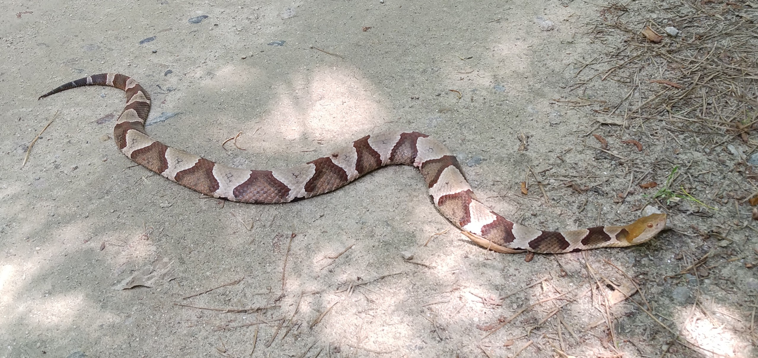 Día Mundial de la Serpiente | Qué Pasa