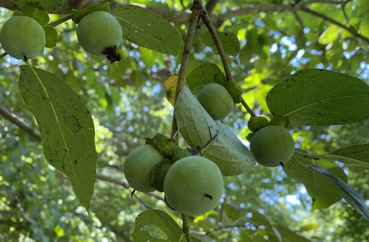 ¿Conoces estos pequeños frutos verdes? | Qué Pasa