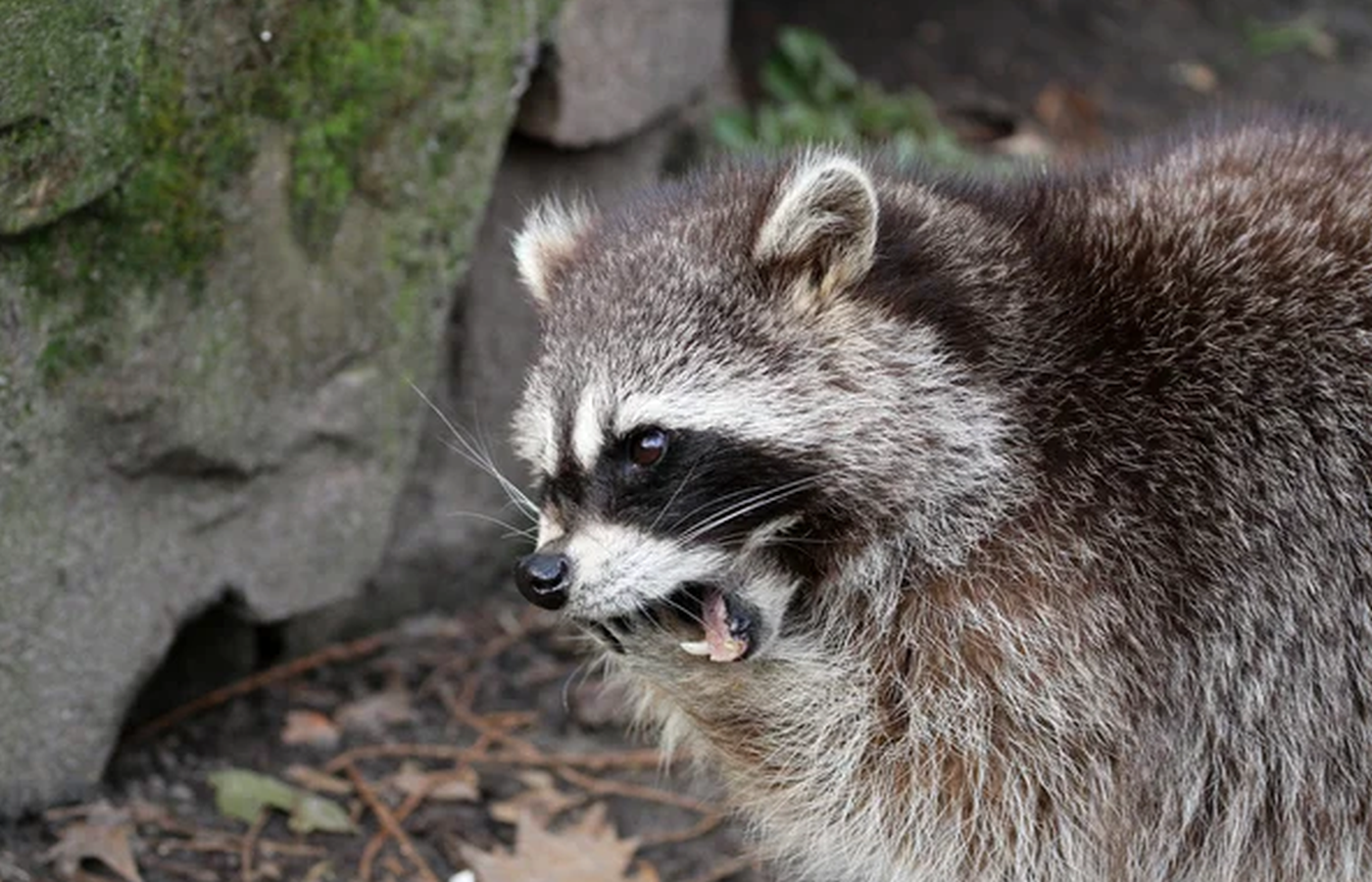 Alerta en Greensboro por mapache con rabia | Qué Pasa