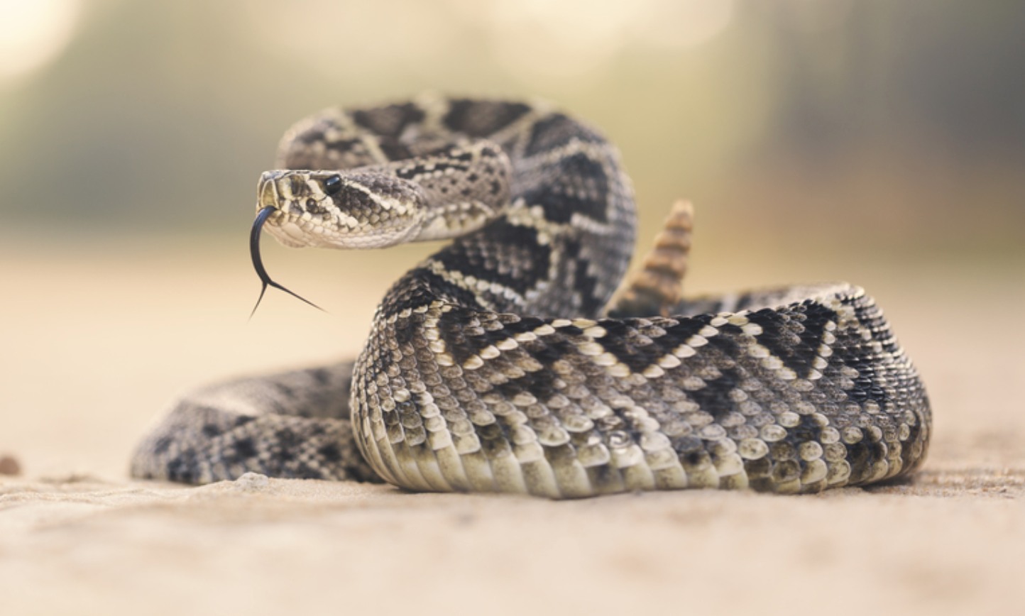 Serpientes de cascabel: especies protegidas en Carolina del Norte | Qué ...