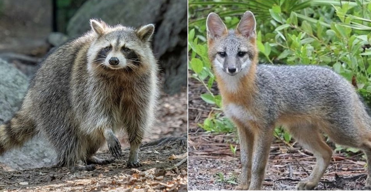 Confirman casos de rabia en un zorro y un mapache en Moore | Qué Pasa