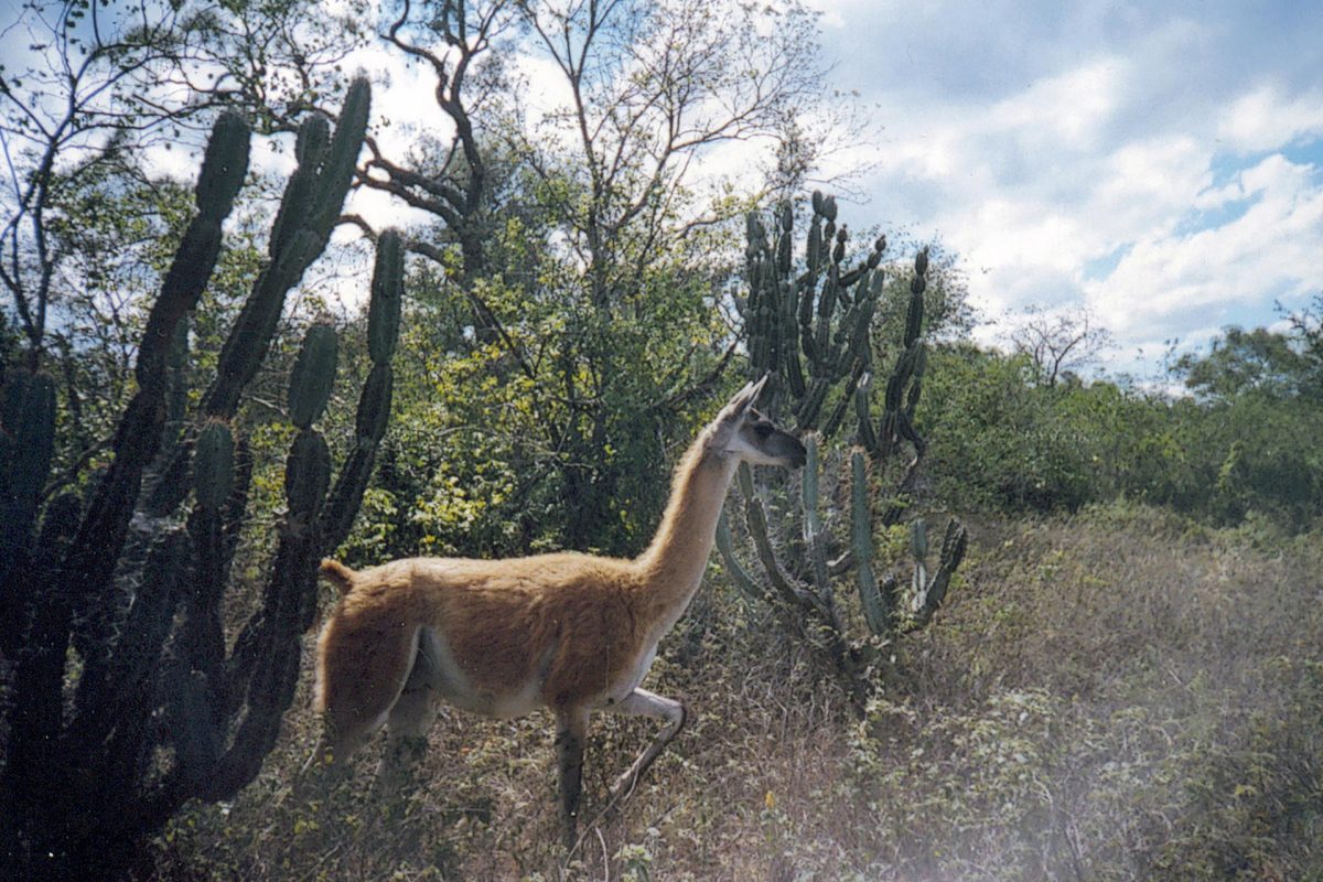 Celebran por primera vez el Día Internacional del Guanaco para promover ...