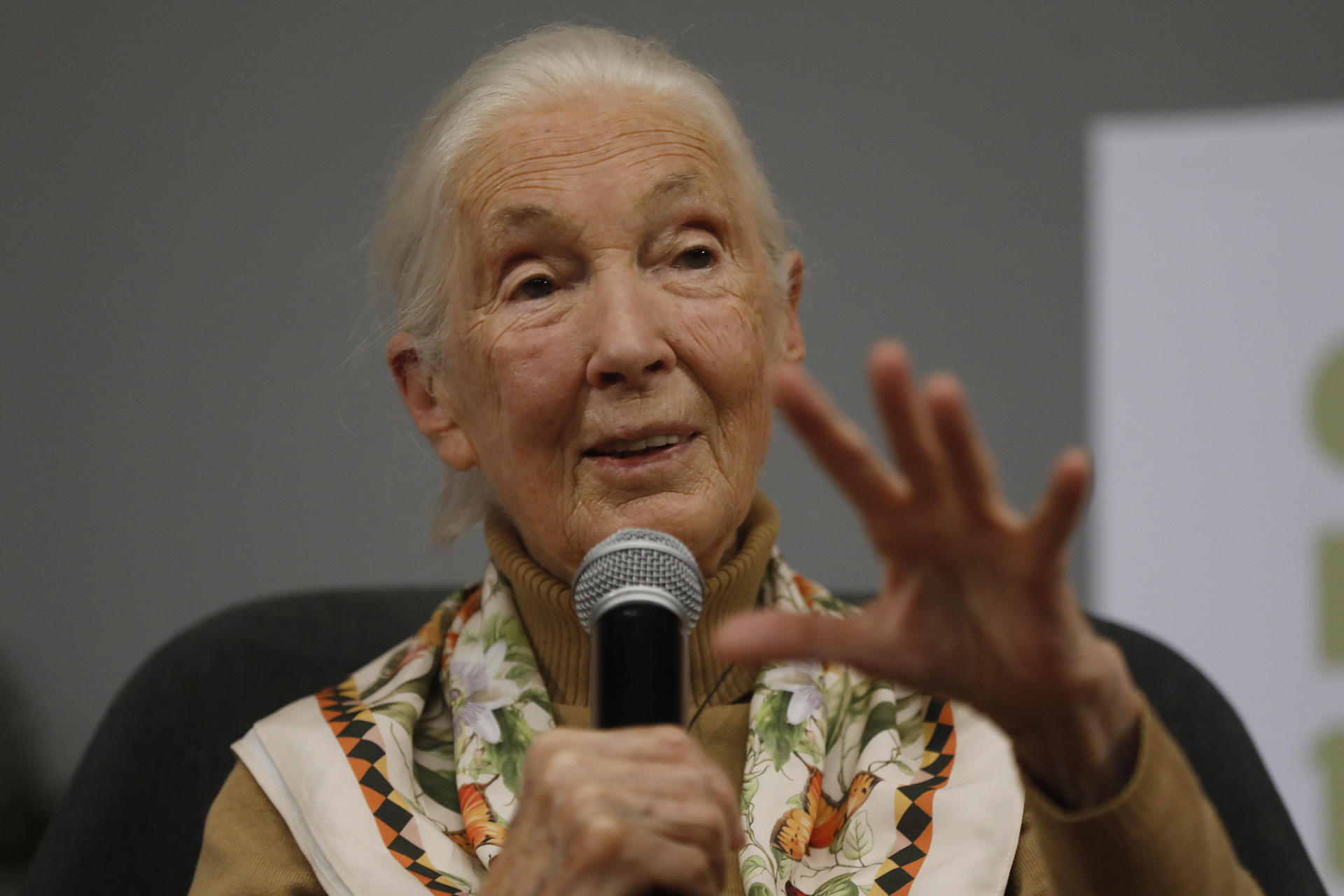Jane Goodall espera que la COP16 conlleve a un "mayor cambio" para ...