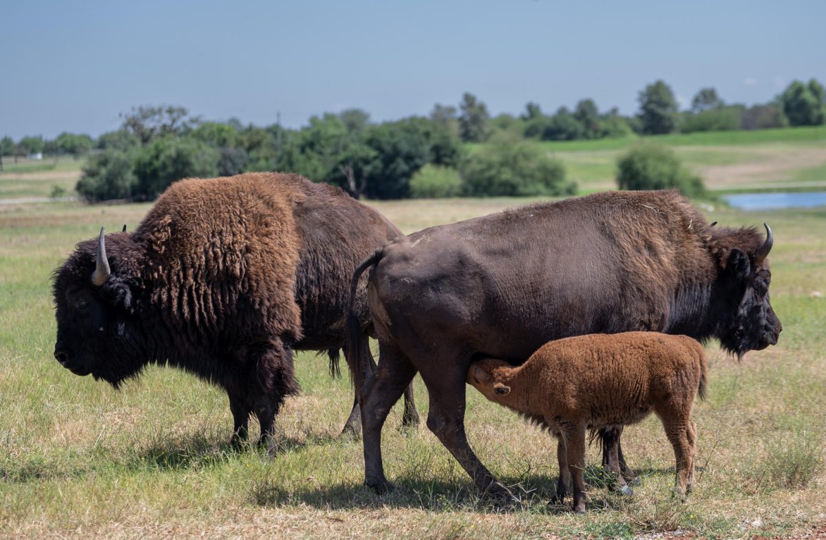 Cría de bisonte americano nace en reserva natural en Monterrey, norte ...