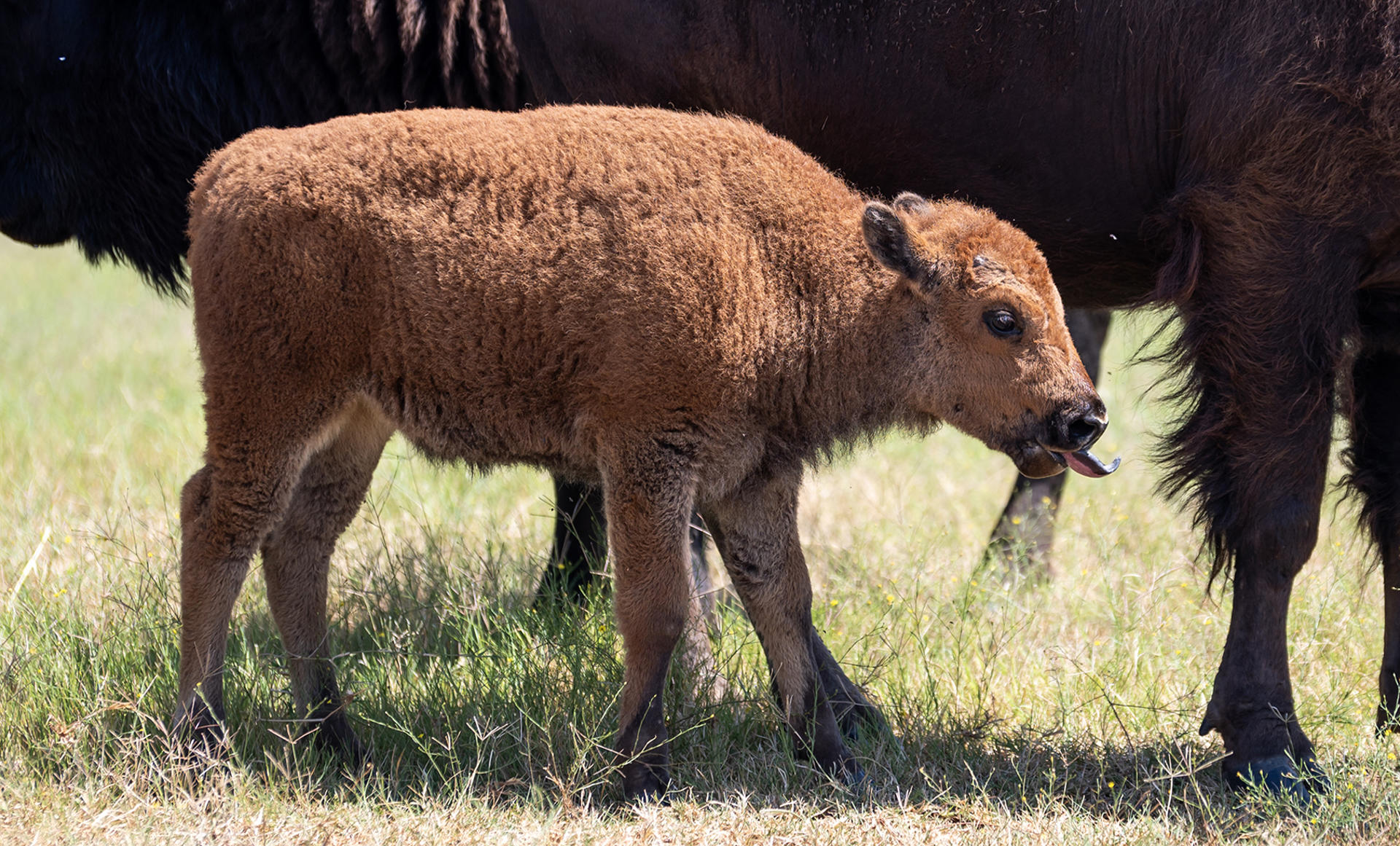 Cría de bisonte americano nace en reserva natural en Monterrey, norte ...