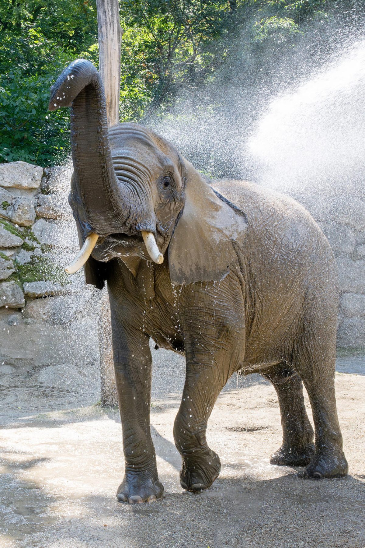 Primer embarazo natural de una elefanta en el zoo de Viena en 21 años ...