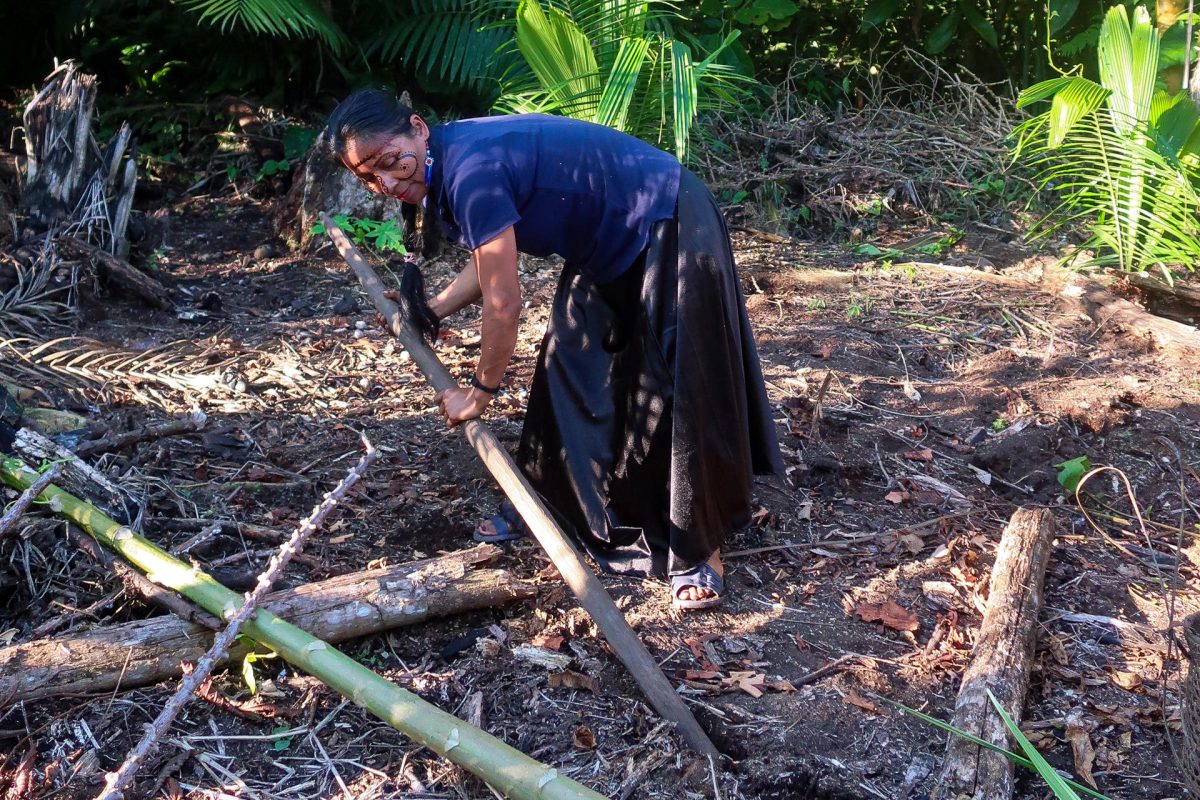 Las 'chacras' de los pueblos indígenas de la Amazonía nutren, curan y ...