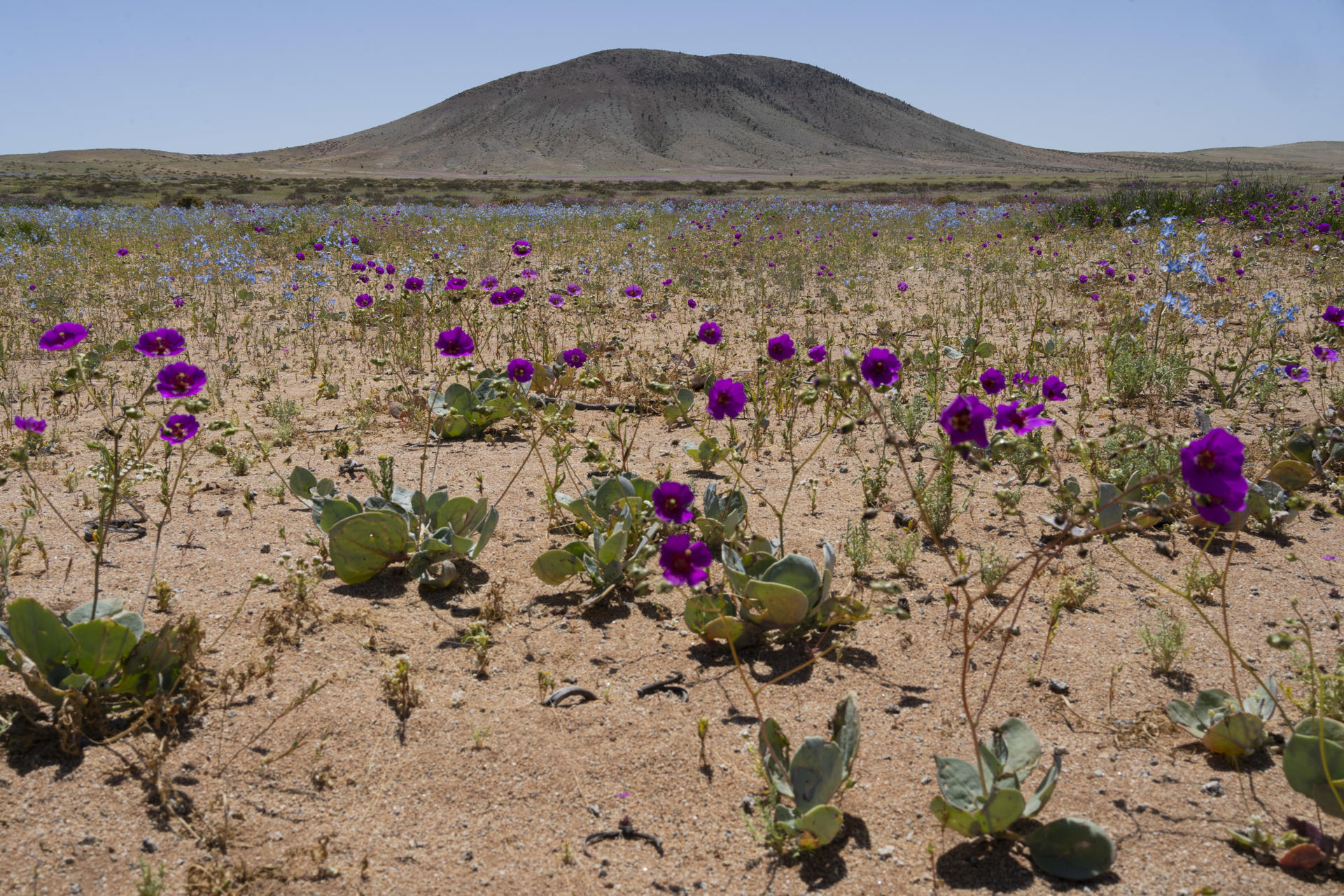 Las plantas en hábitats extremos muestran una diversidad única de ...