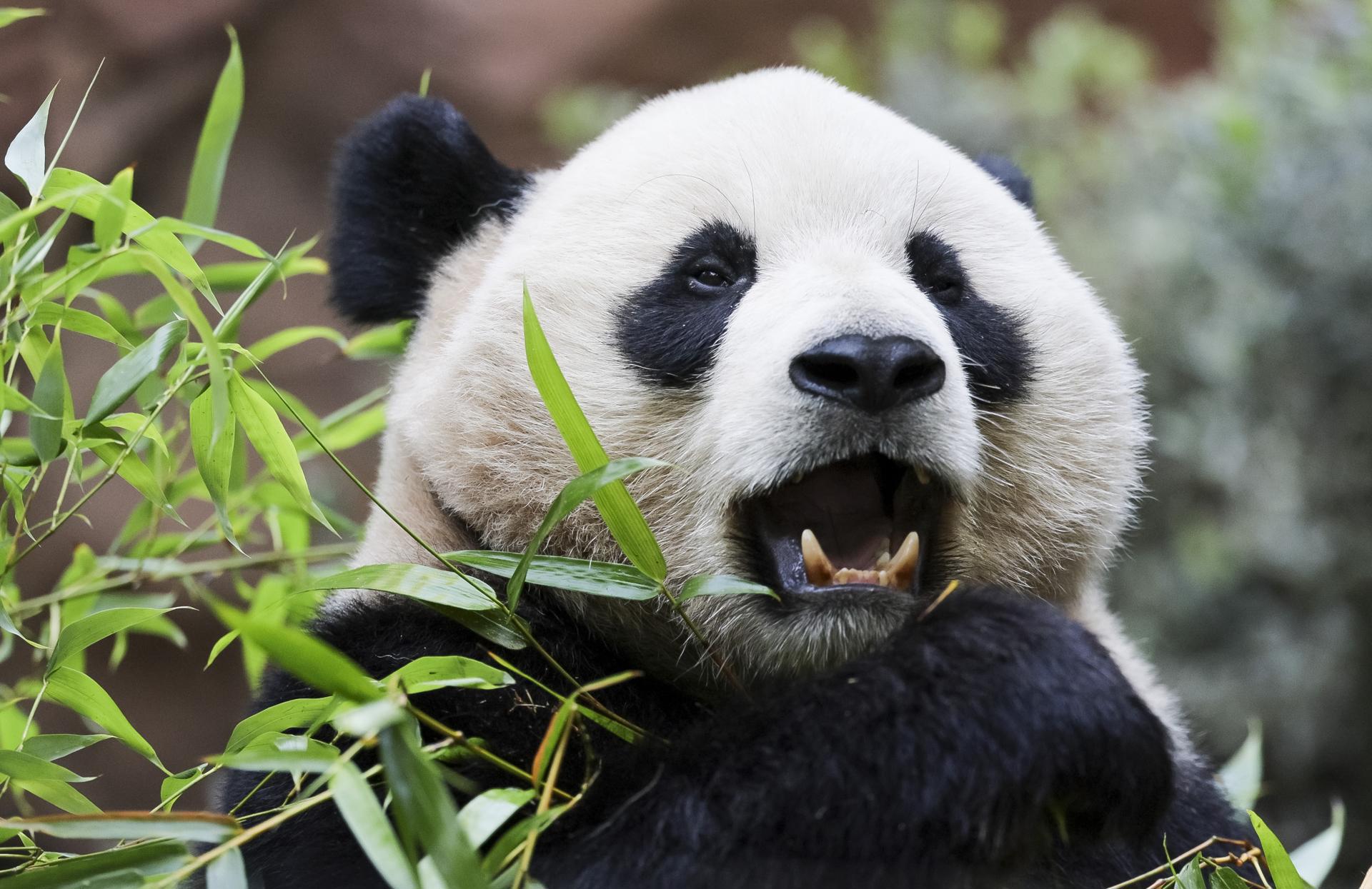 Pandas gigantes en el nuevo hogar del Zoológico de San Diego | Qué Pasa