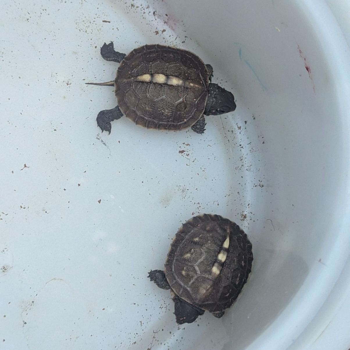 Tortugas bebés: Cómo liberarlas y devolverlas a la naturaleza | Qué Pasa