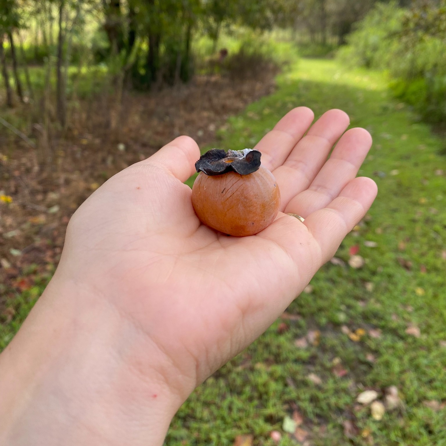 Caqui Americano: Un Fruto Nativo y Delicioso | Qué Pasa