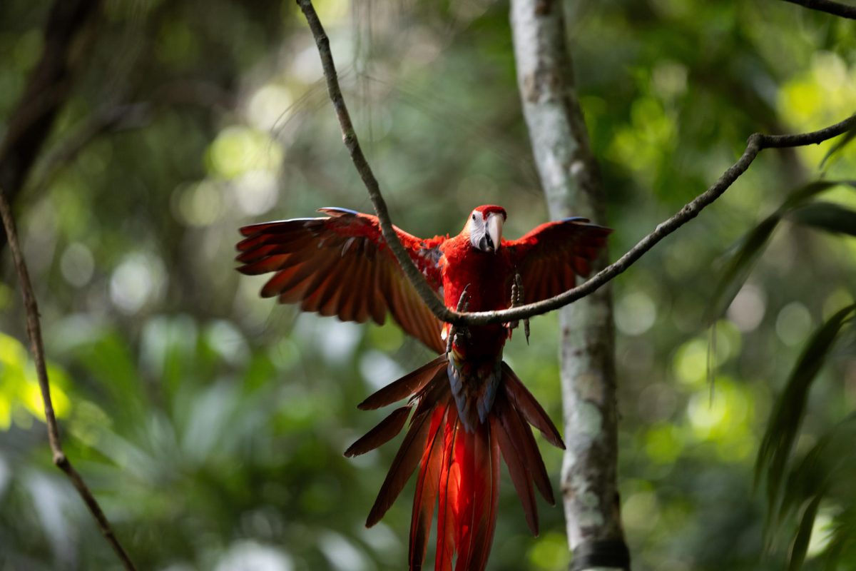Liberan diez guacamayas rojas, en peligro de extinción, en la selva ...
