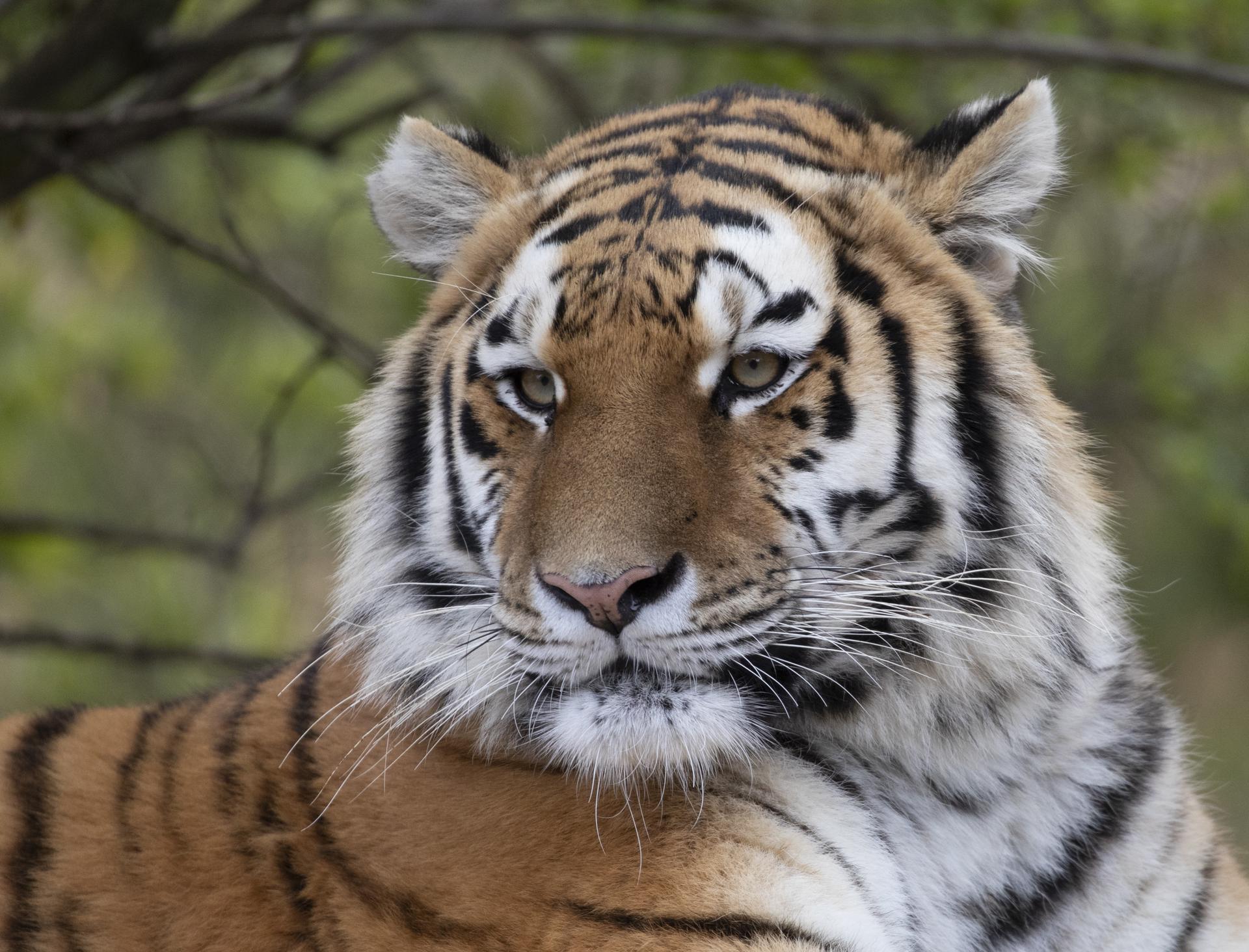 Una cuidadora de animales herida tras ser mordida por un tigre en un ...
