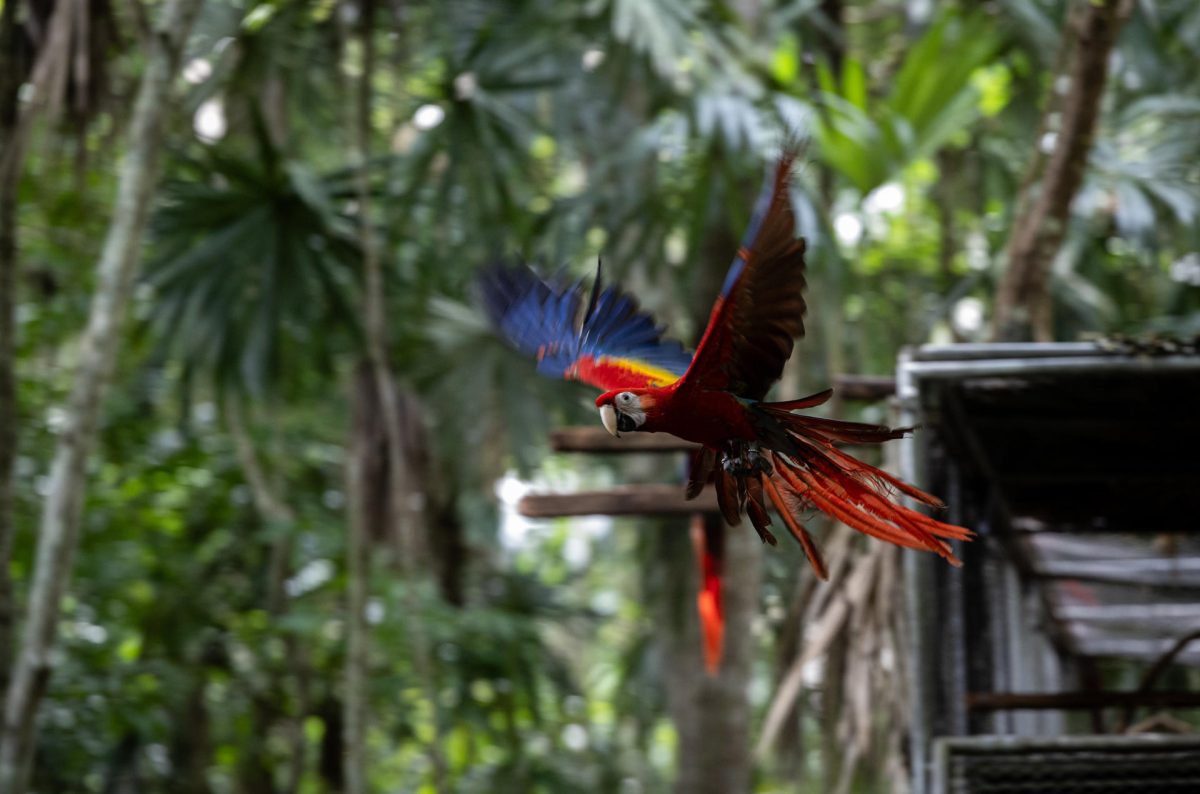 Liberan diez guacamayas rojas, en peligro de extinción, en la selva ...