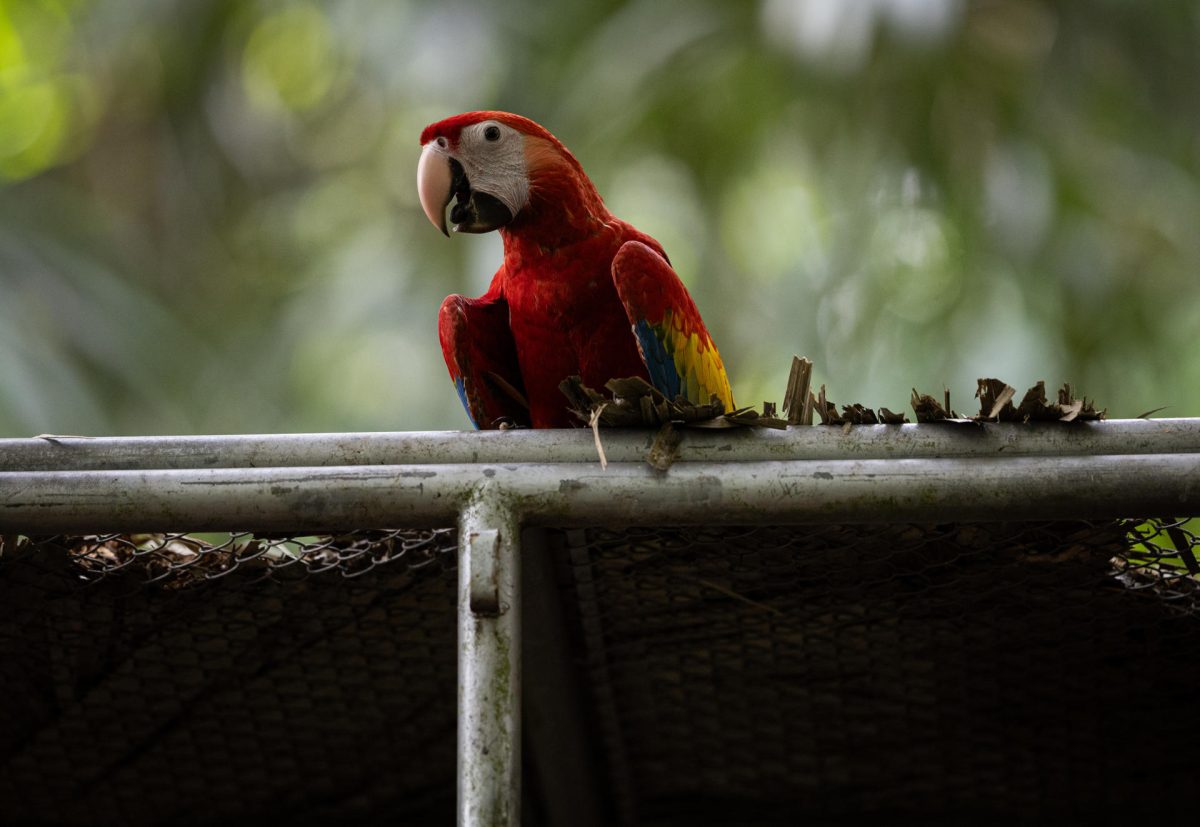 Liberan diez guacamayas rojas, en peligro de extinción, en la selva ...