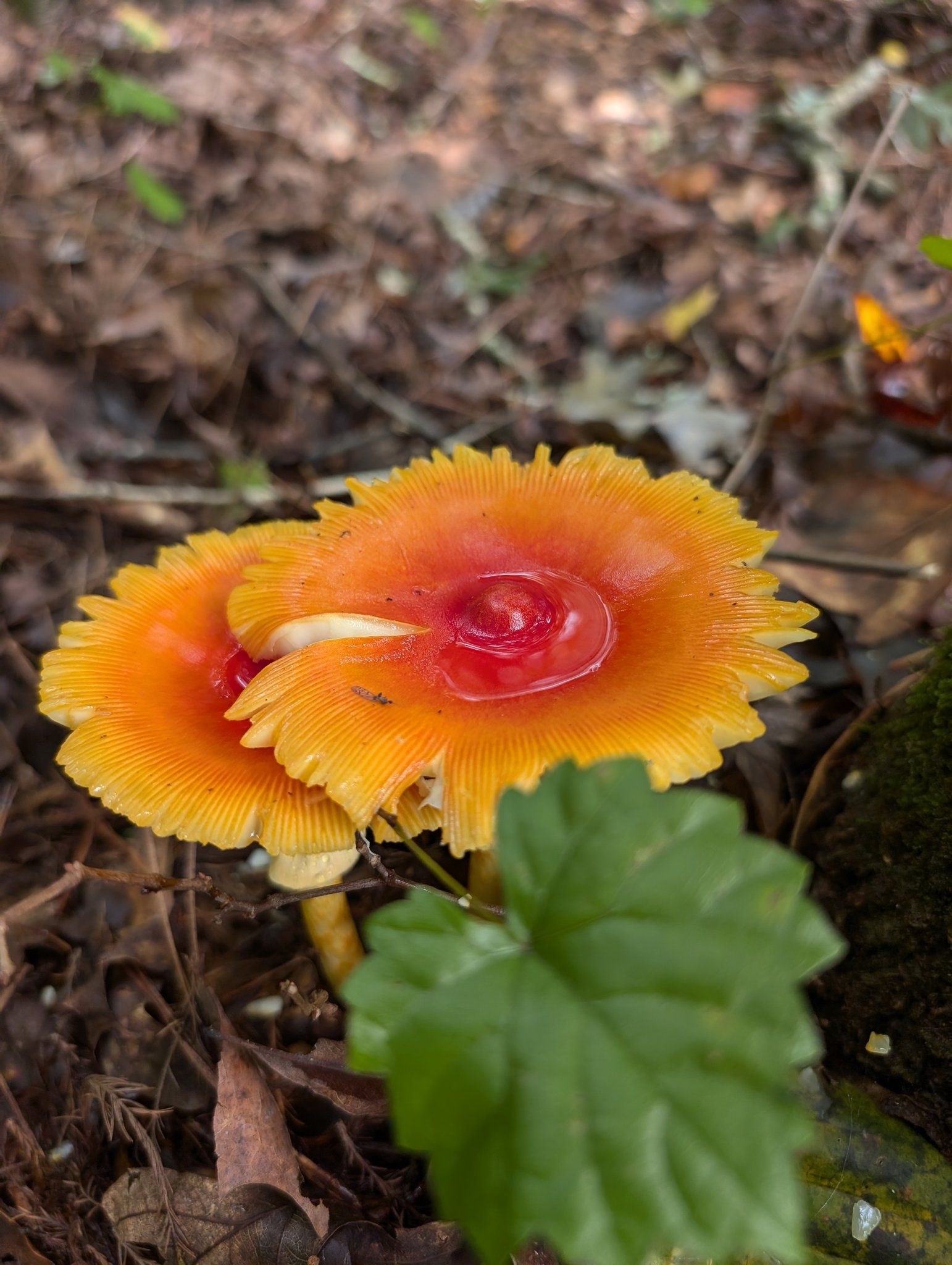 Descubre la increíble variedad de hongos de Crowder County Park | Qué Pasa