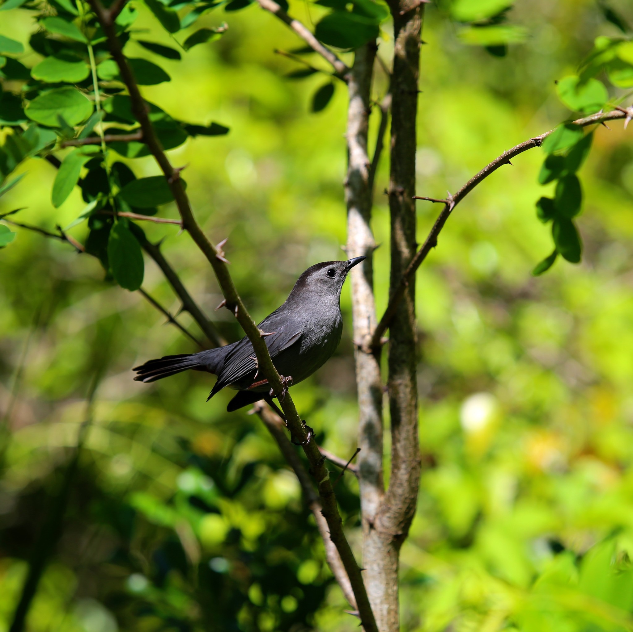¿Conoces el increíble talento del Pájaro gato? | Qué Pasa