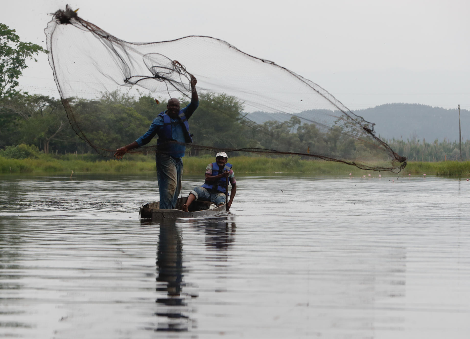 Perú entrega millones de crías de peces para fortalecer la pesca ...