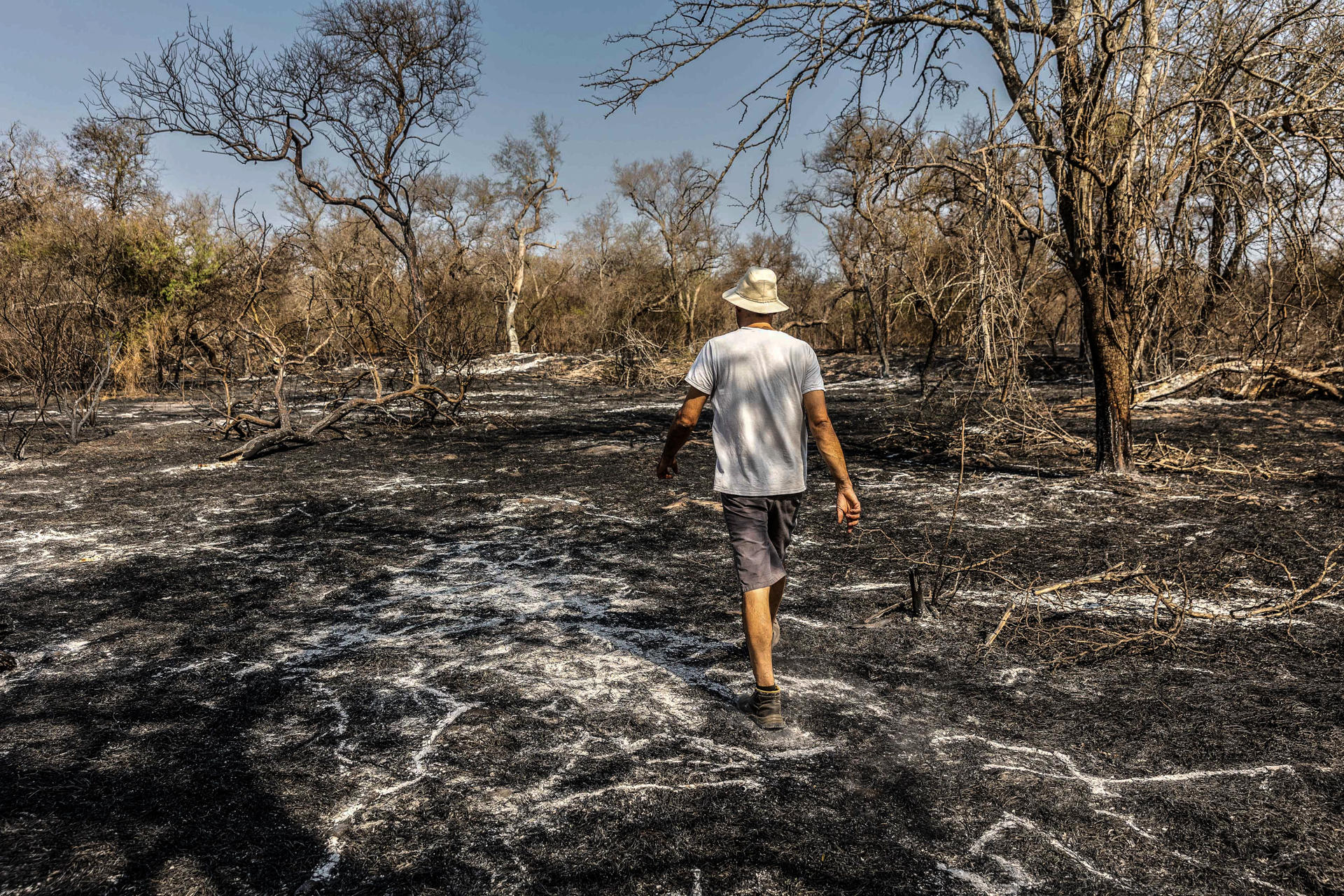 El Gran Chaco argentino agoniza por la deforestación masiva e ilegal ...