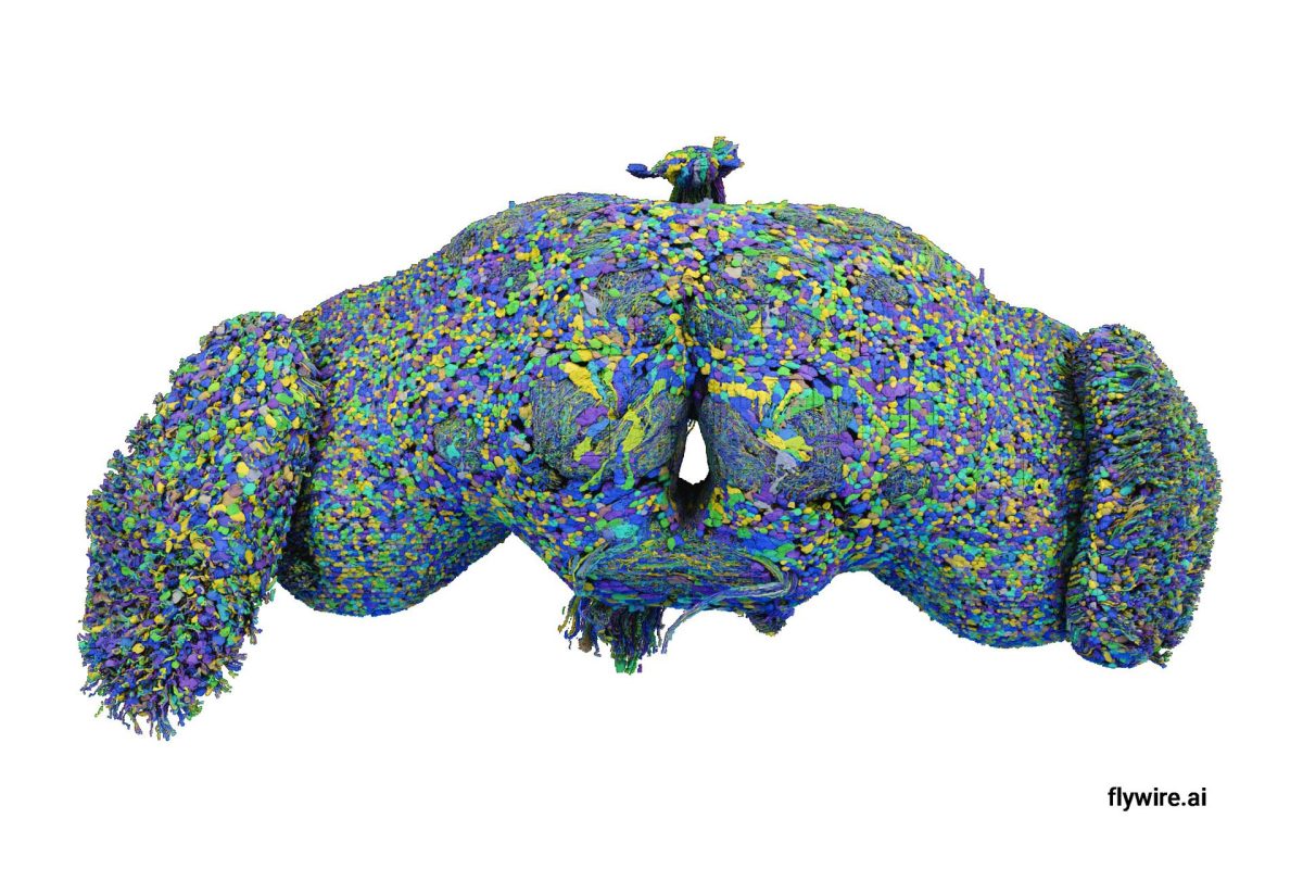 Crean un 'Google Maps' del cerebro de la mosca de la fruta, un gran ...