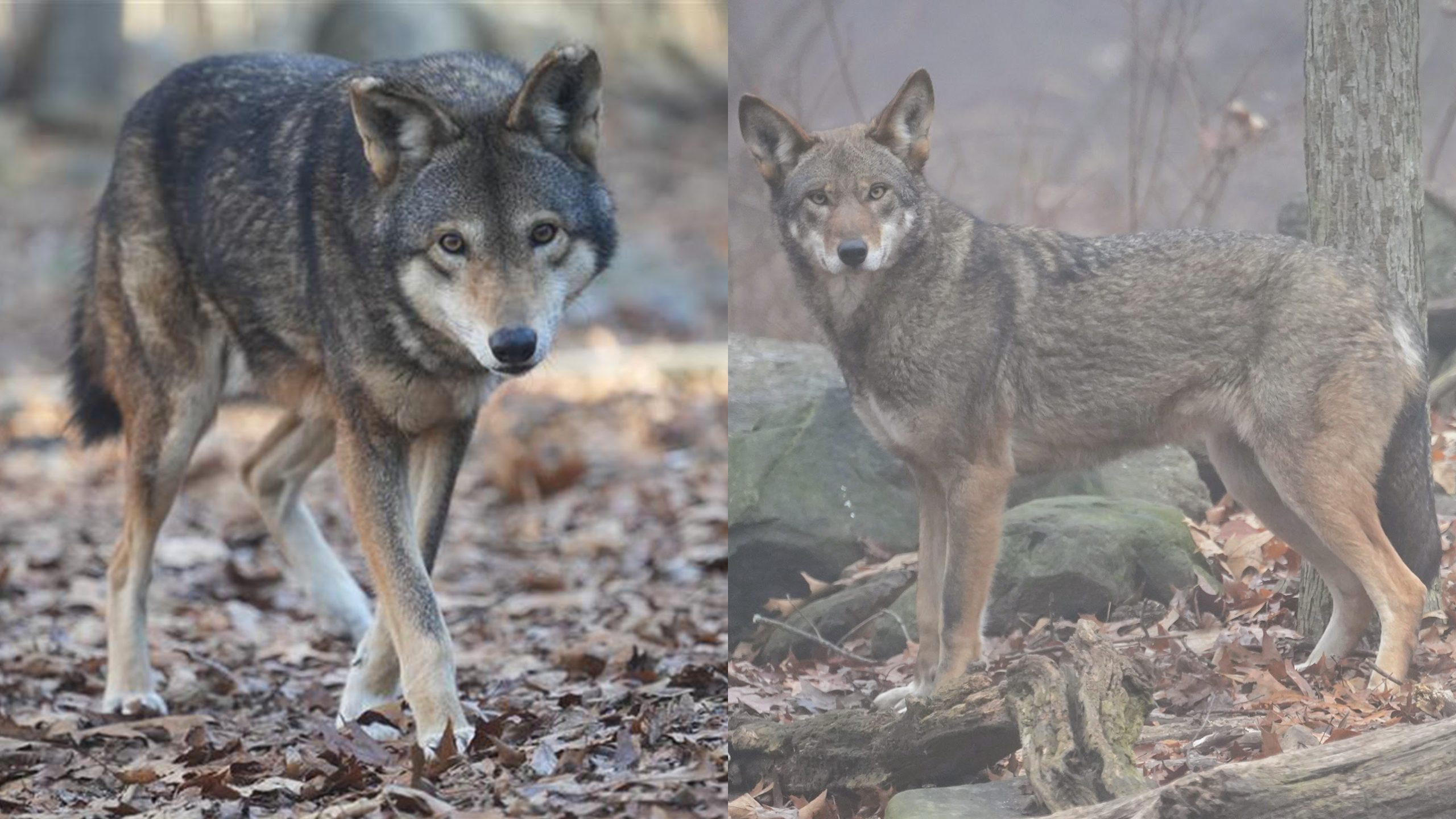 Dos nuevos lobos rojos llegan al museo de ciencia en Durham | Qué Pasa