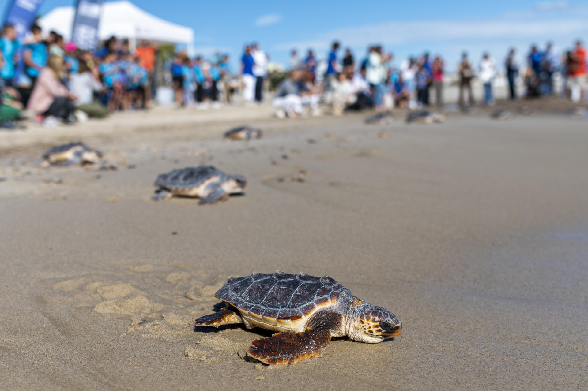 Panamá será sede en el 2028 de la COP13 para la conservación de ...