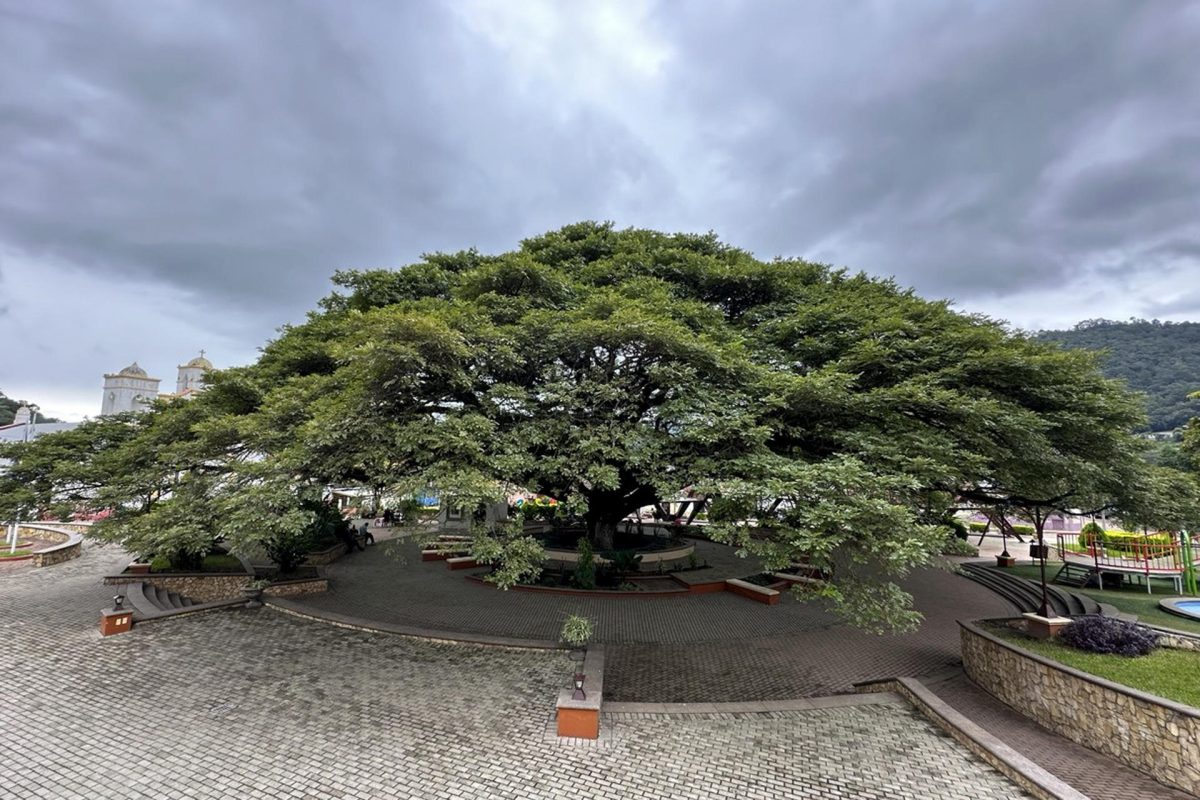 Un centenario árbol de Anacahuite, símbolo y orgullo del pueblo ...