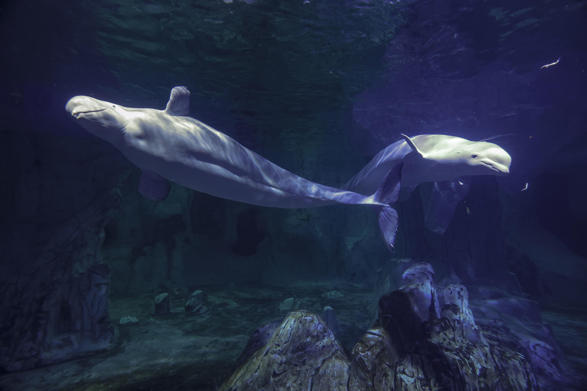 Belugas rescatadas de Ucrania empiezan a "hablar" como sus congéneres ...