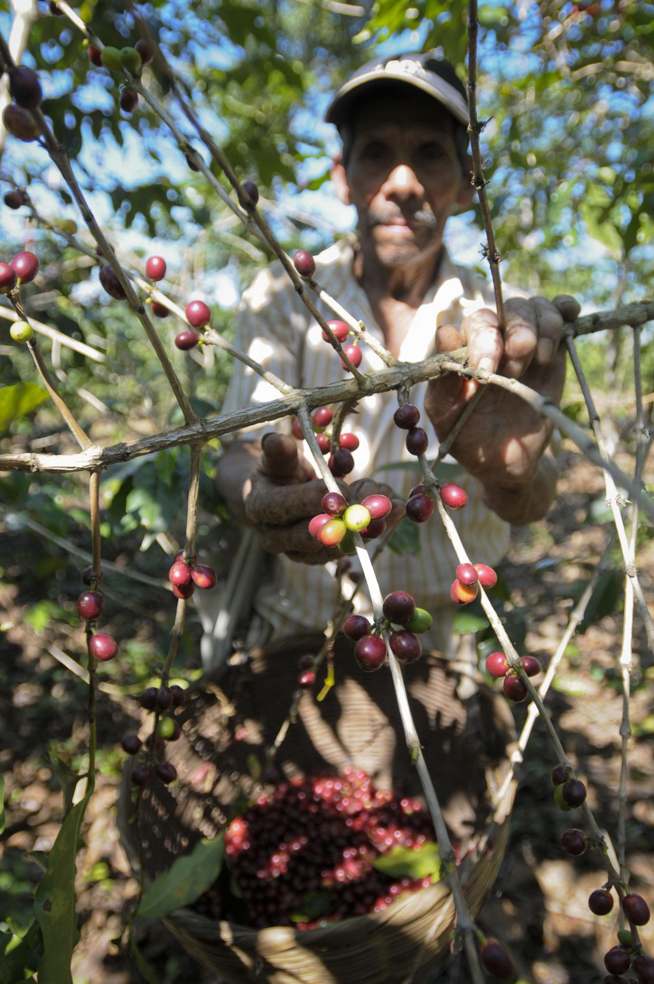 Las exportaciones del café salvadoreño se disparan un 72,3 % en el ...