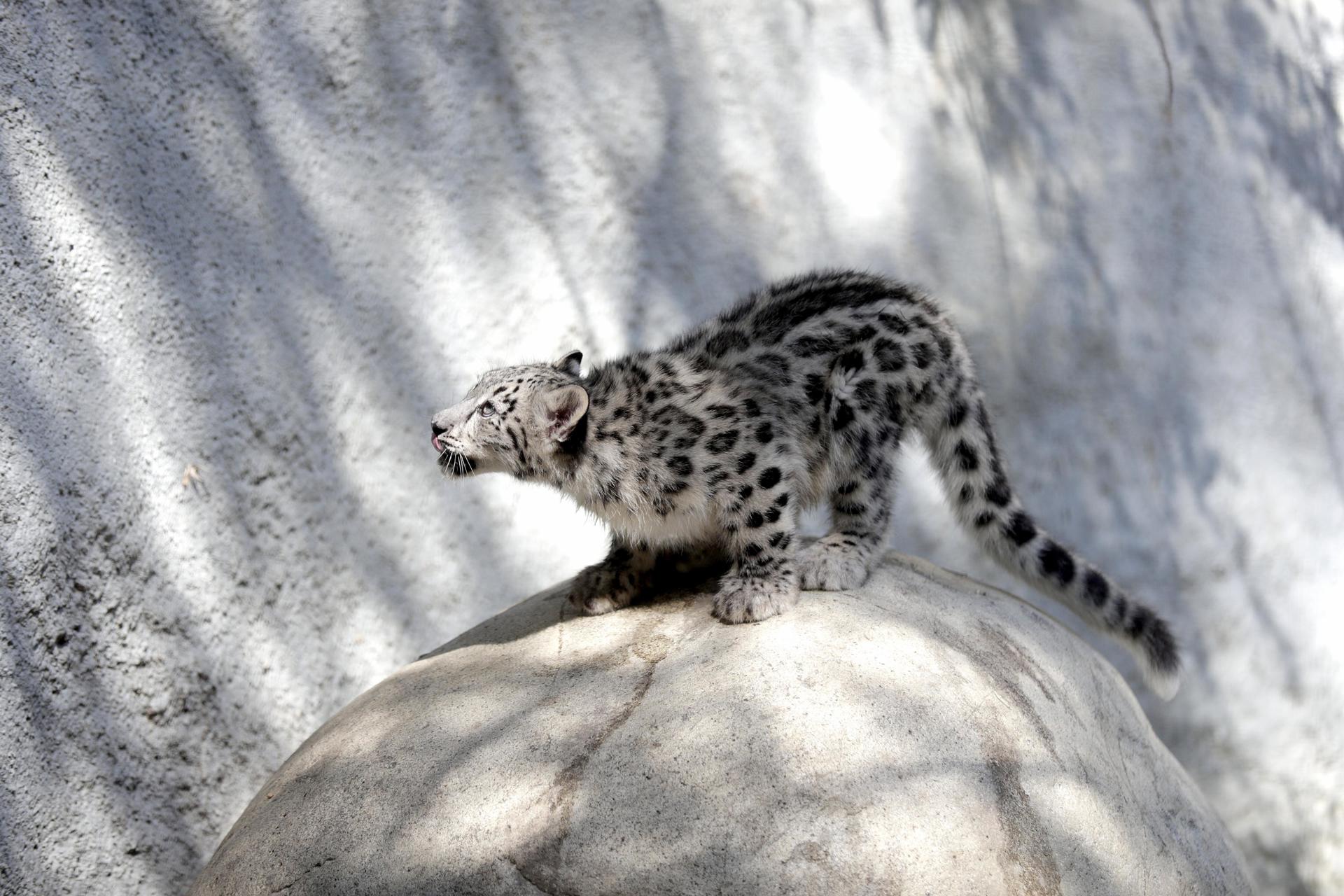 Revelan cómo los leopardos de las nieves conquistaron Asia y Europa en ...