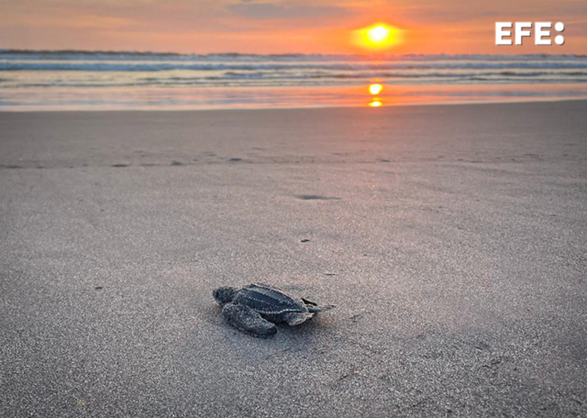 Liberan en las costas del Pacífico de Guatemala a 26 tortugas marinas ...