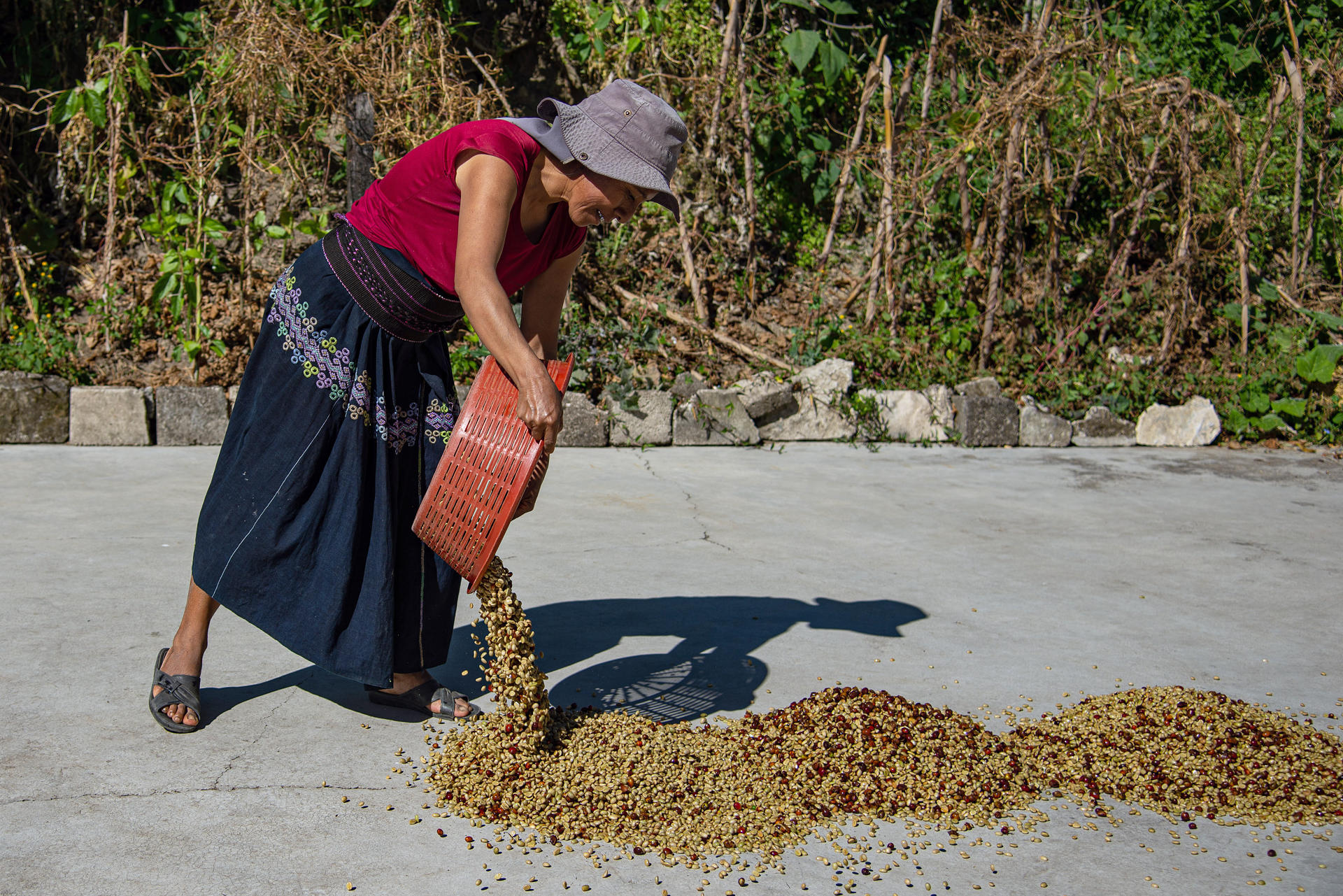 Del campo a la taza: así sacude al mundo del café el clima, la ...