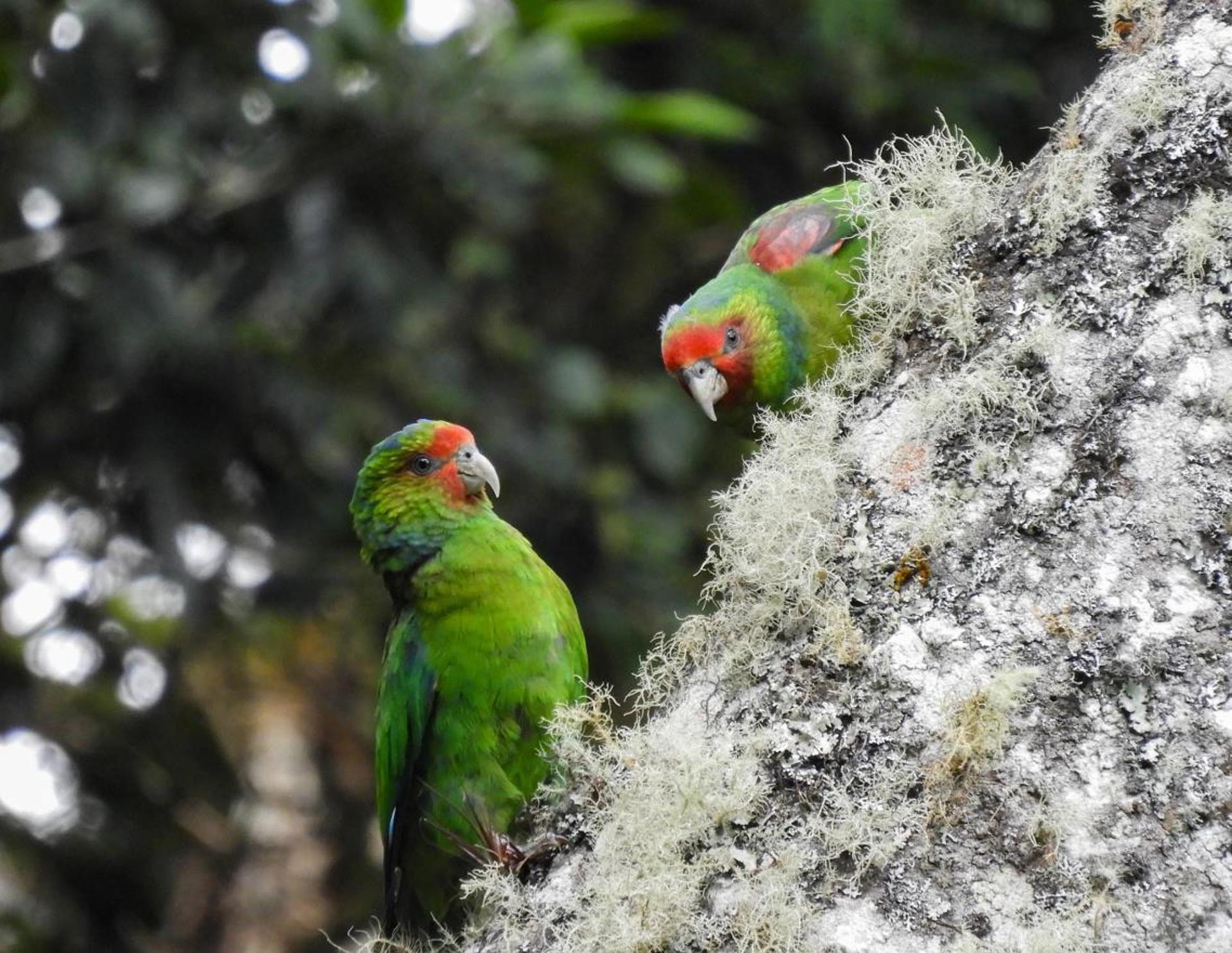 Crean una nueva reserva en Ecuador para proteger a un loro en peligro ...