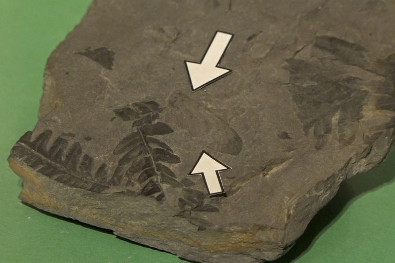 Exhiben un fósil de un insecto único en el mundo de hace 300 millones ...