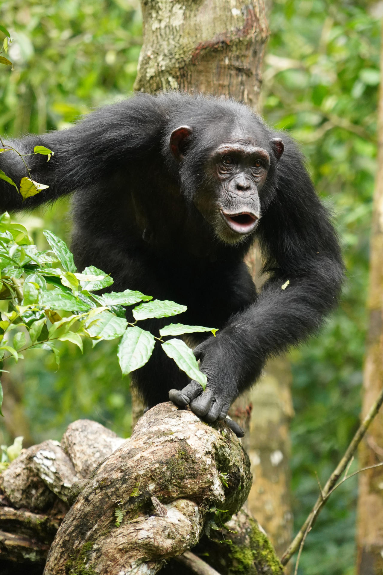 La comunicación de los chimpancés podría ser un puente evolutivo al ...