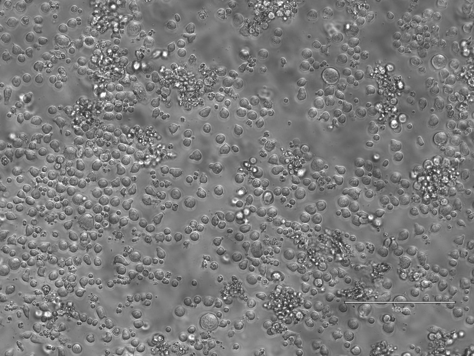 Una investigación española publicada en Nature revela cómo envejece la ...