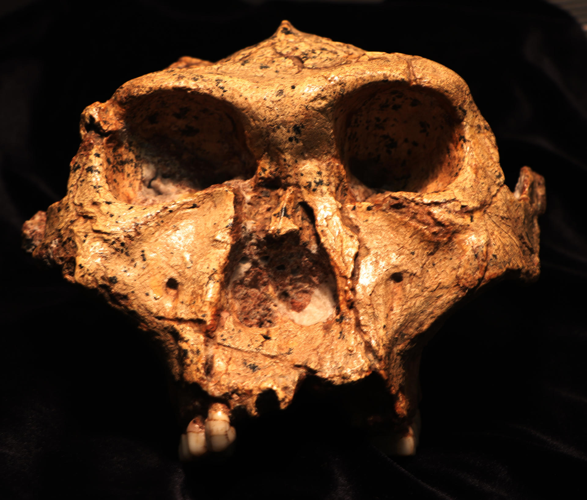Las proteínas antiguas arrojan luz sobre Paranthropus robustus,un ...