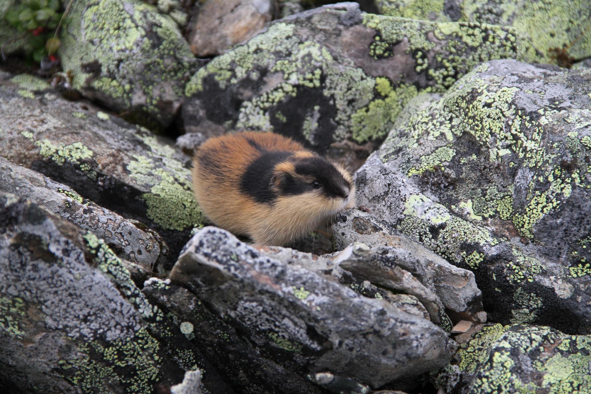 El genoma del lemin noruego desvela que es una especie única | Qué Pasa